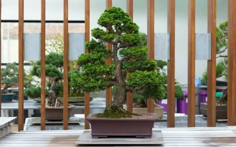 The 10 Most Expensive Bonsai Trees and Why