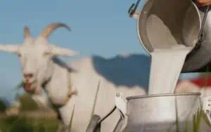 The 10 Most Expensive Milk in the World and Why