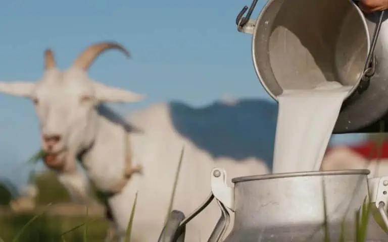 The 10 Most Expensive Milk in the World and Why