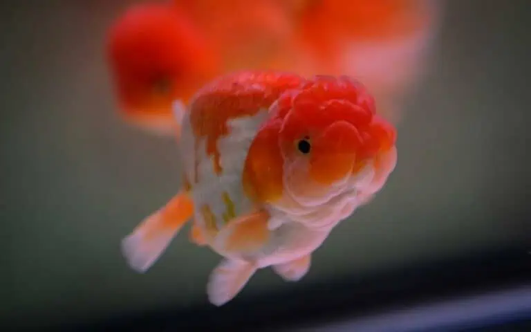 The 10 Most Expensive Goldfish in the World