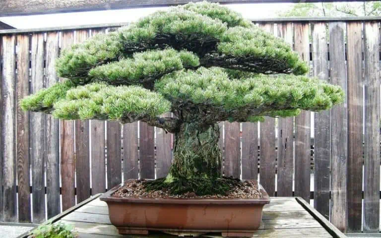 The 10 Most Expensive Bonsai Trees and Why