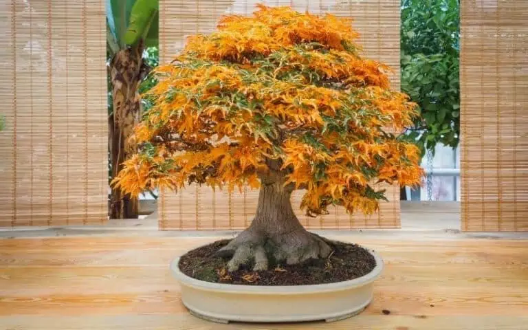 The 10 Most Expensive Bonsai Trees and Why