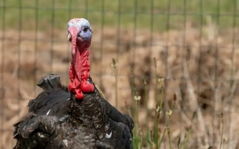 The 5 Most Expensive Turkey Breeds in the World and Why