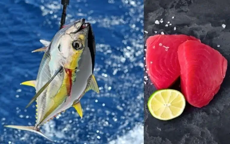 The 10 Most Expensive Fish That Are Tasty to Eat