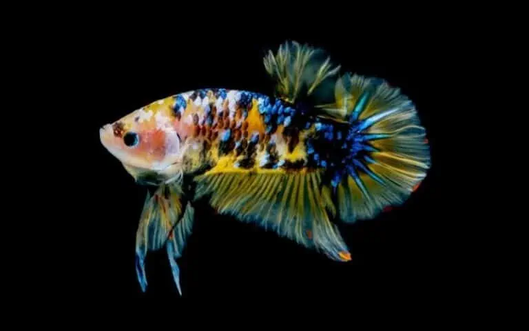 Top 5 Rarest and Most Expensive Betta Fish Types in the World