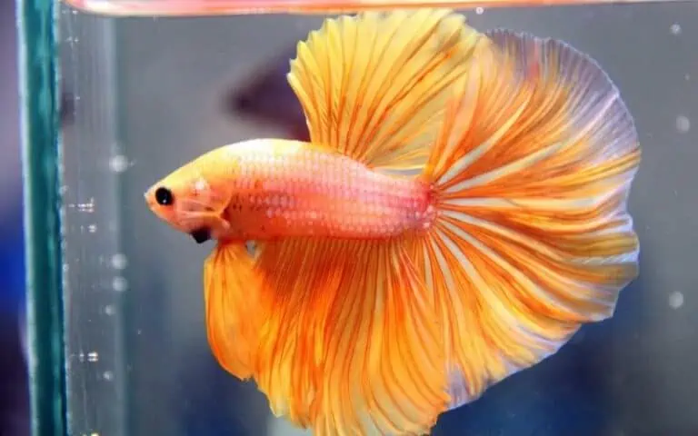 Top 5 Rarest and Most Expensive Betta Fish Types in the World