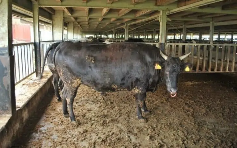 Top 10 Most Expensive Cattle Ever Sold