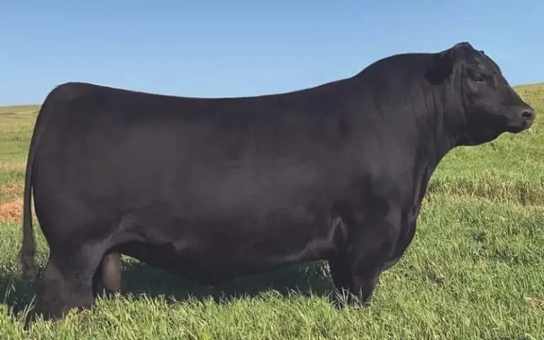 Top 10 Most Expensive Cattle Ever Sold