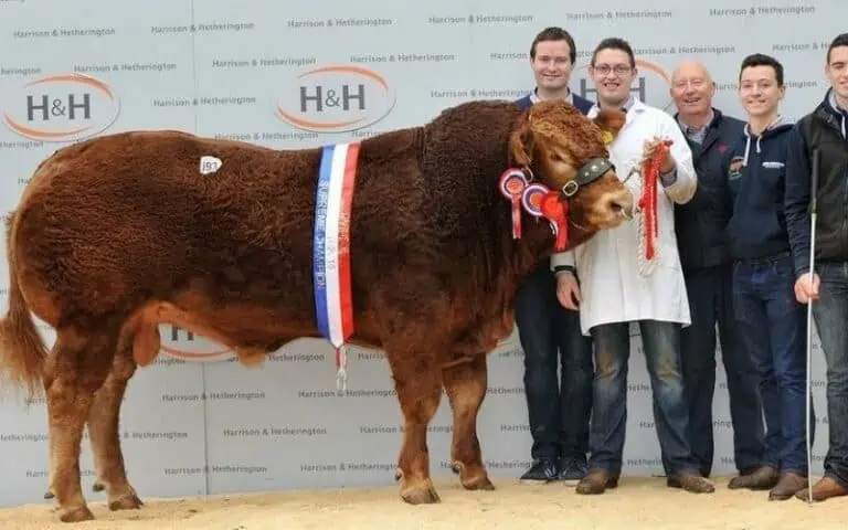 Top 10 Most Expensive Cattle Ever Sold