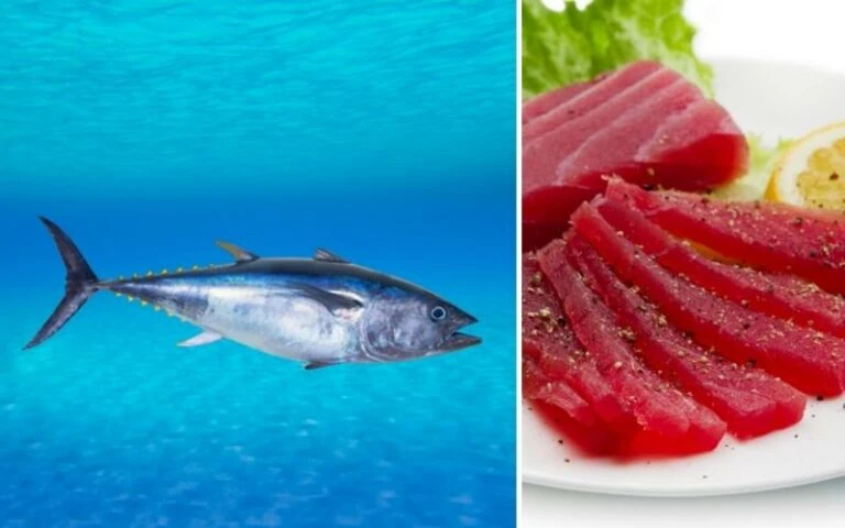 Top 5 Most Expensive Types of Tuna Money Can Buy