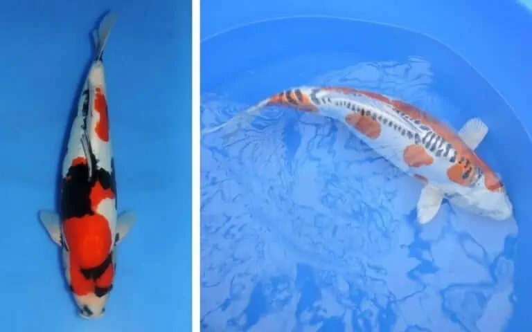 10 Most Expensive Types of Koi Fish