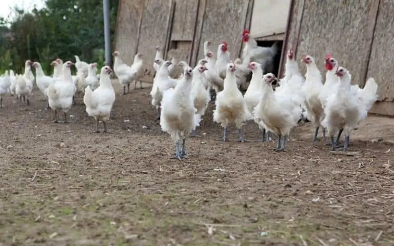 Top 10 Most Expensive Chickens in the World