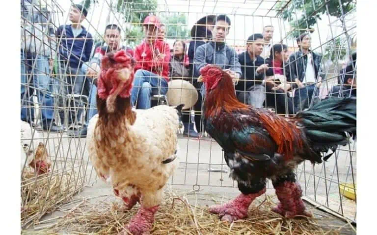 Top 10 Most Expensive Chickens in the World