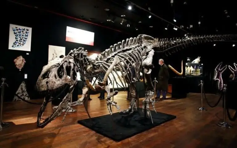 Top 10 Most Expensive Fossils in the World