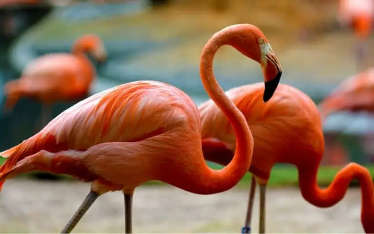 Top 10 Most Expensive Types of Birds in the World