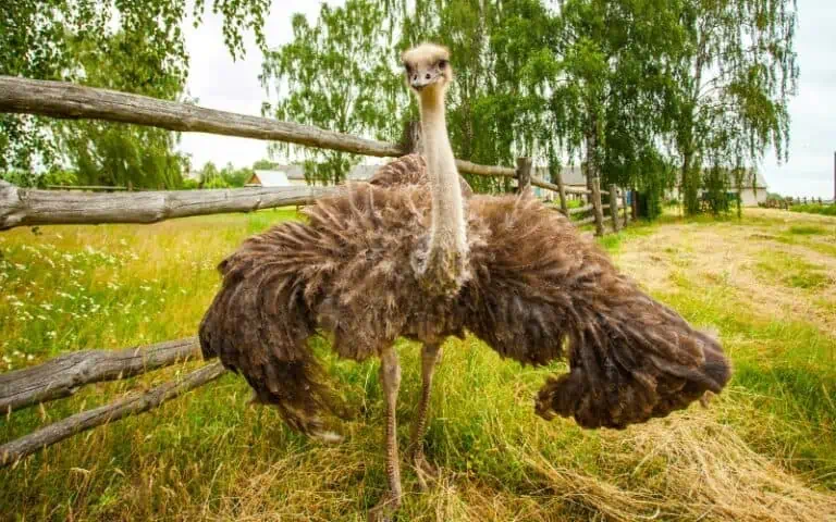 Top 10 Most Expensive Types of Birds in the World