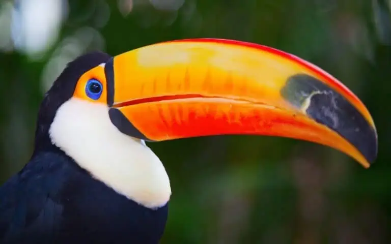 Top 10 Most Expensive Types of Birds in the World