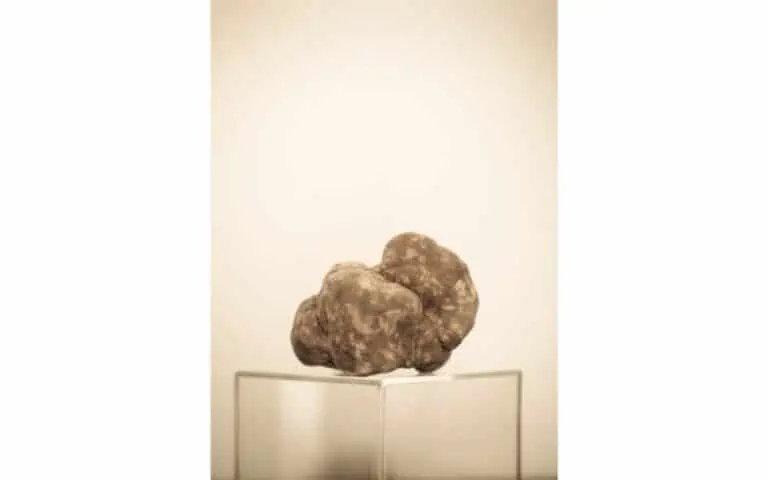 Top 10 Most Expensive Truffles of All Time