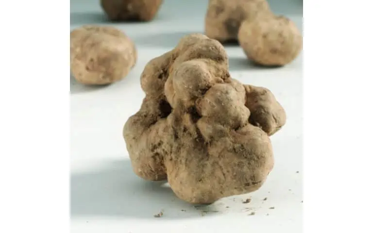 Top 10 Most Expensive Truffles of All Time