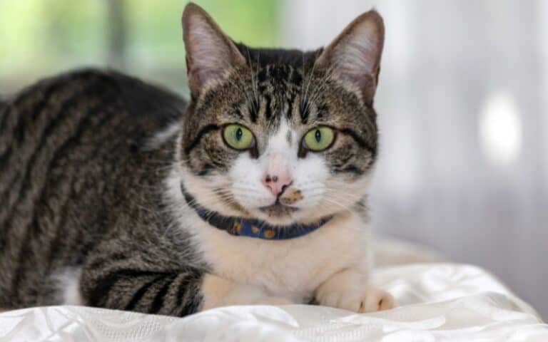 Top 10 Rarest Cat Breeds in the World