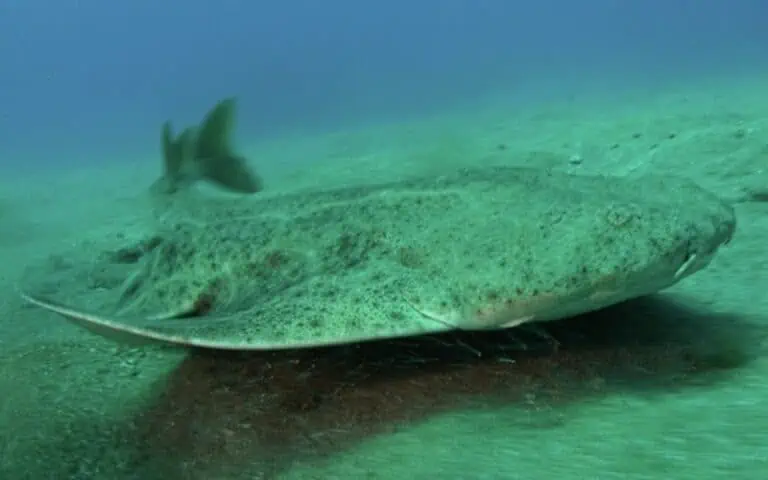 Top 10 Rarest Shark Species on Earth