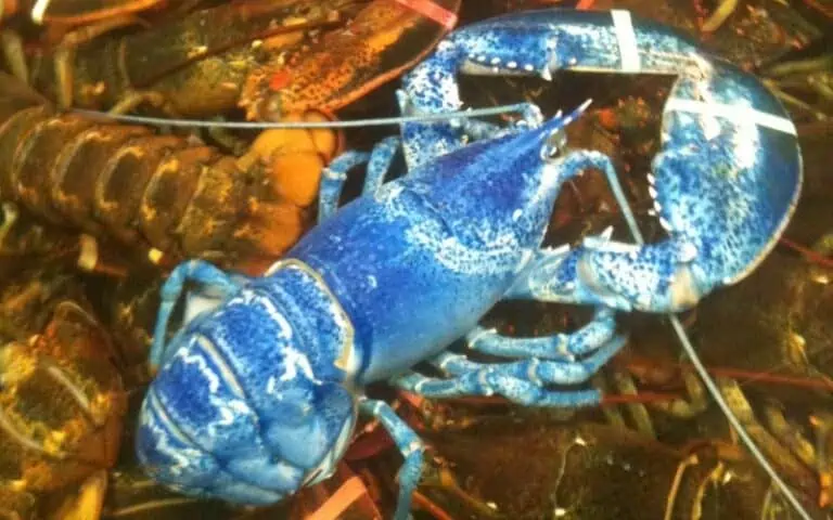 Top 10 Rarest Lobster Colors in the World