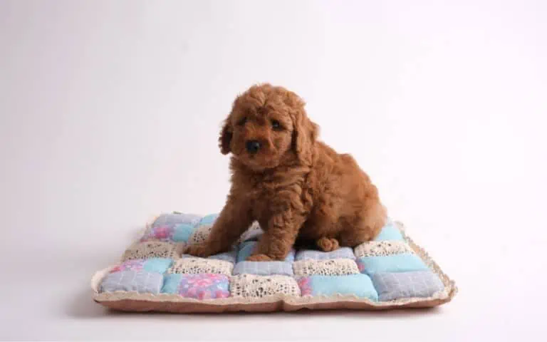 Top 10 Rarest Poodle Colors in the World and Why