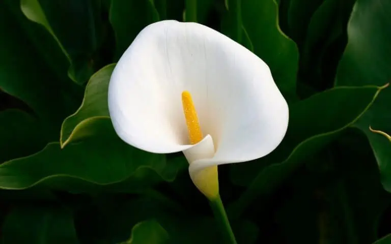 Top 10 Most Expensive Flowers on Earth