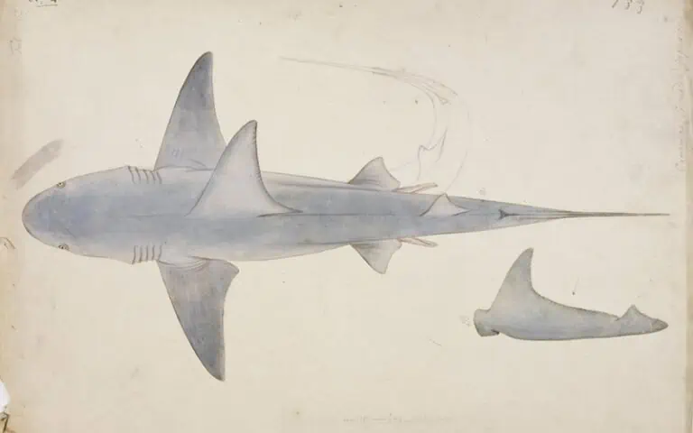 Top 10 Rarest Shark Species on Earth