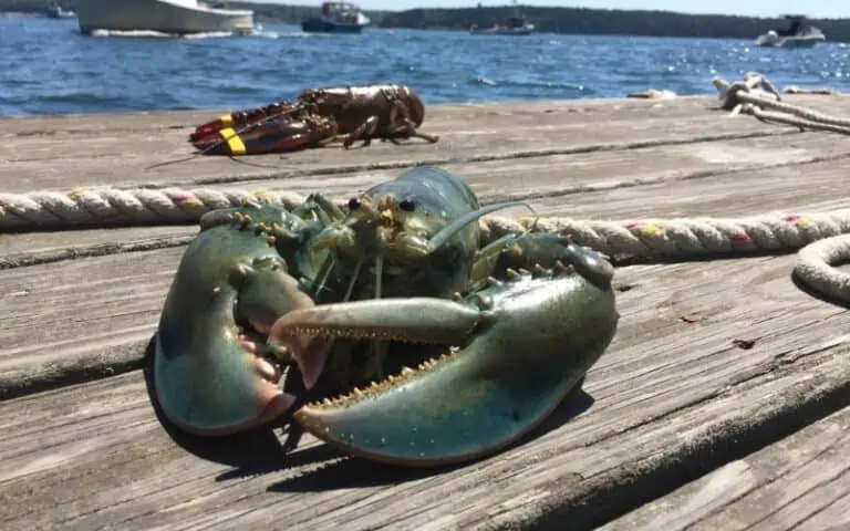 Top 10 Rarest Lobster Colors in the World