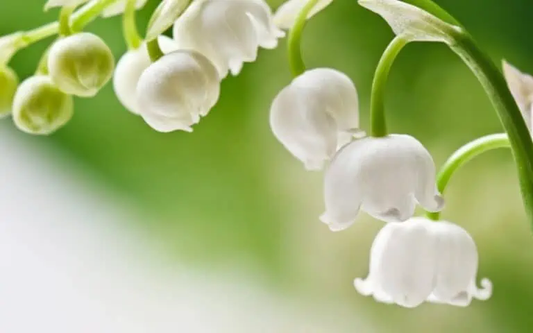 Top 10 Most Expensive Flowers on Earth