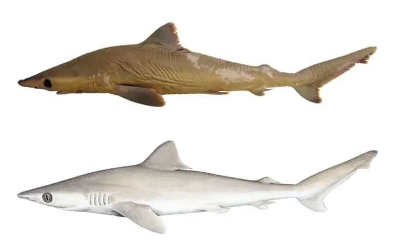 Top 10 Rarest Shark Species on Earth