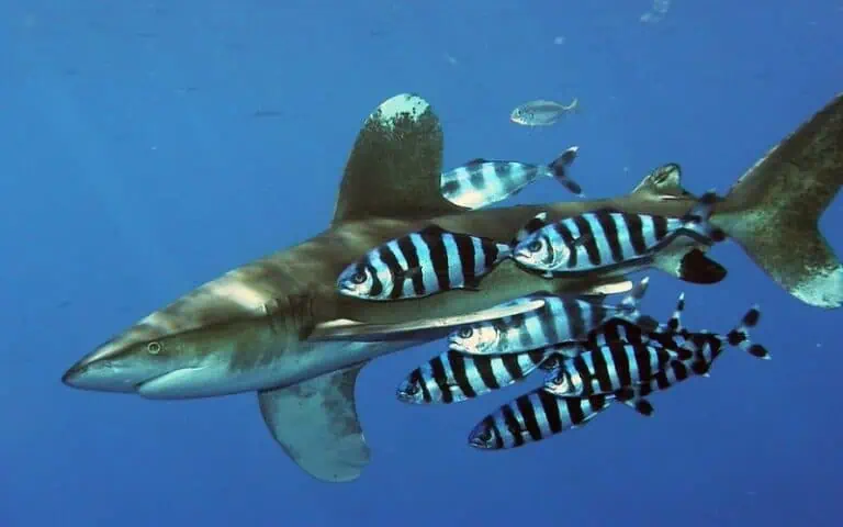 Top 10 Rarest Shark Species on Earth