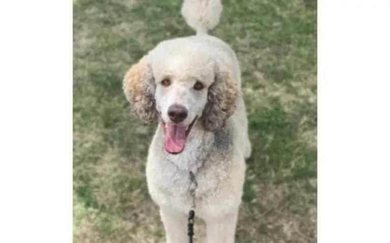 Top 10 Rarest Poodle Colors in the World and Why