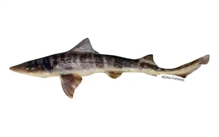 Top 10 Rarest Shark Species on Earth